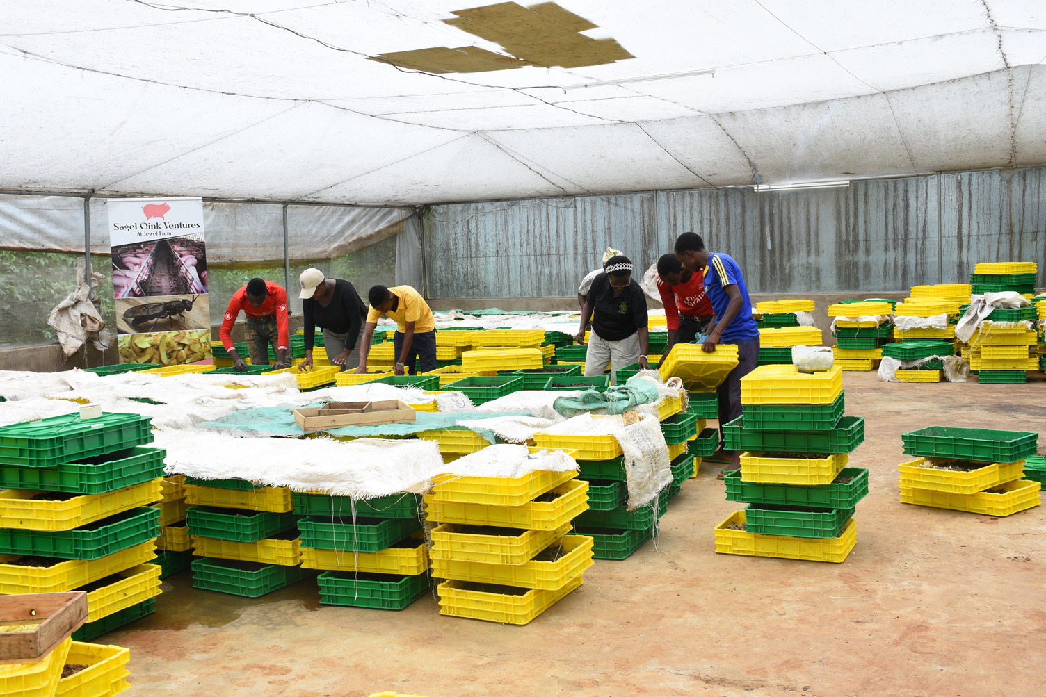 Health and books - A K Boswell